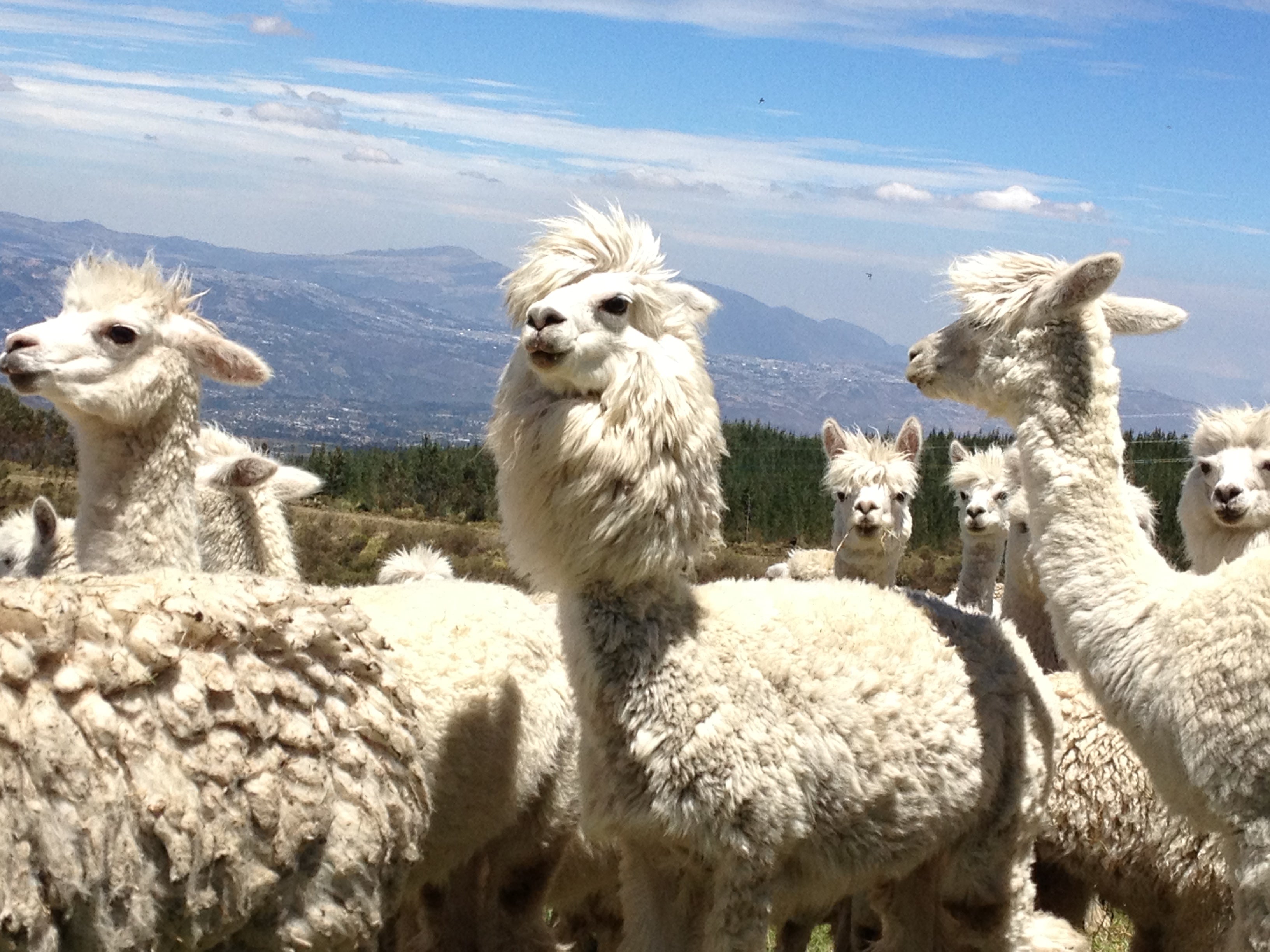 Why Alpaca – Paris West